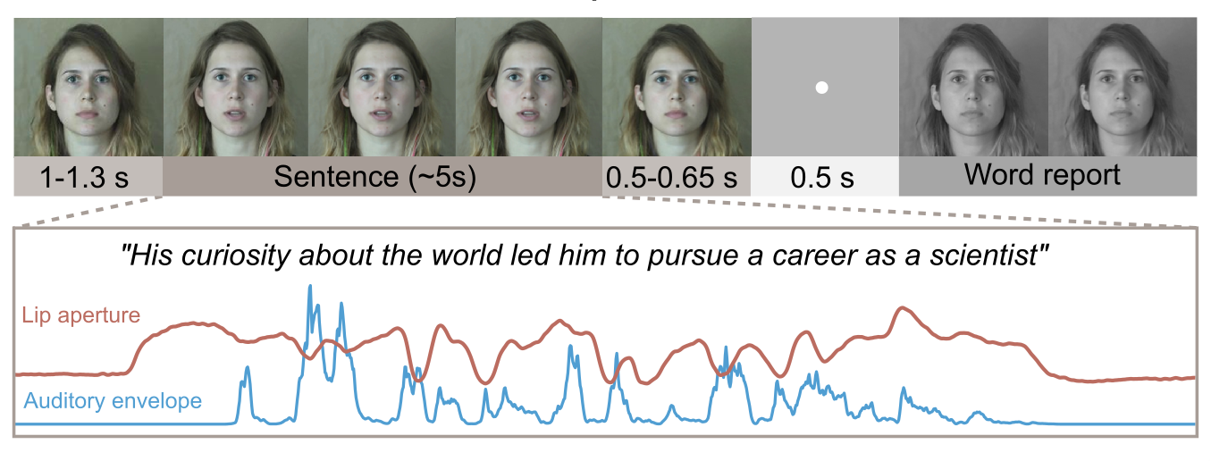 The neural bases of audio-visual benefit in speech perception | Máté Aller