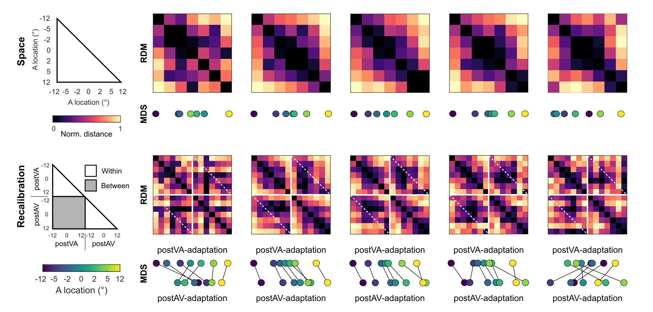 Audiovisual adaptation is expressed in spatial and decisional codes | Máté Aller
